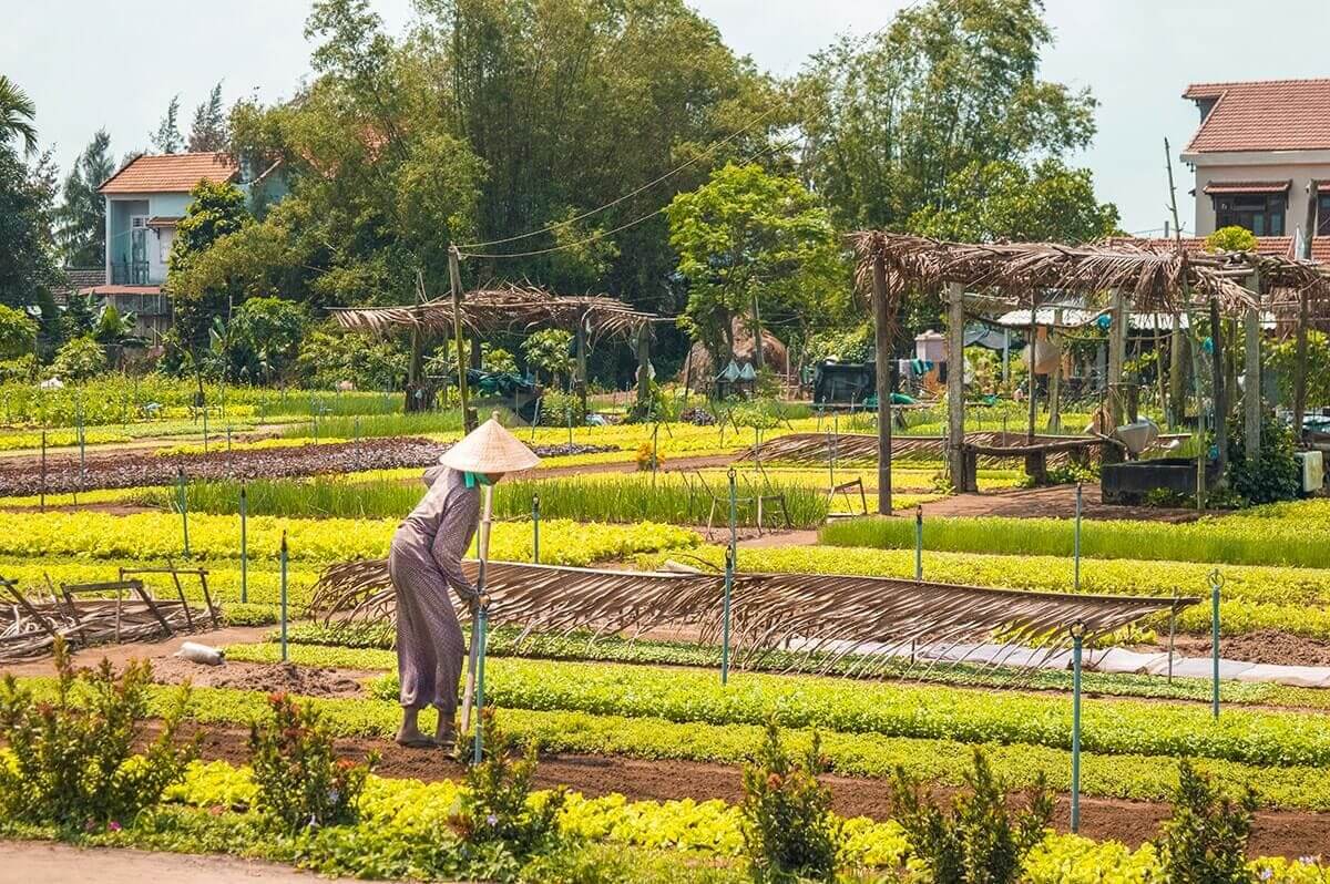 Tra Que Vegetable Village, Hoi An: All You Need To Know