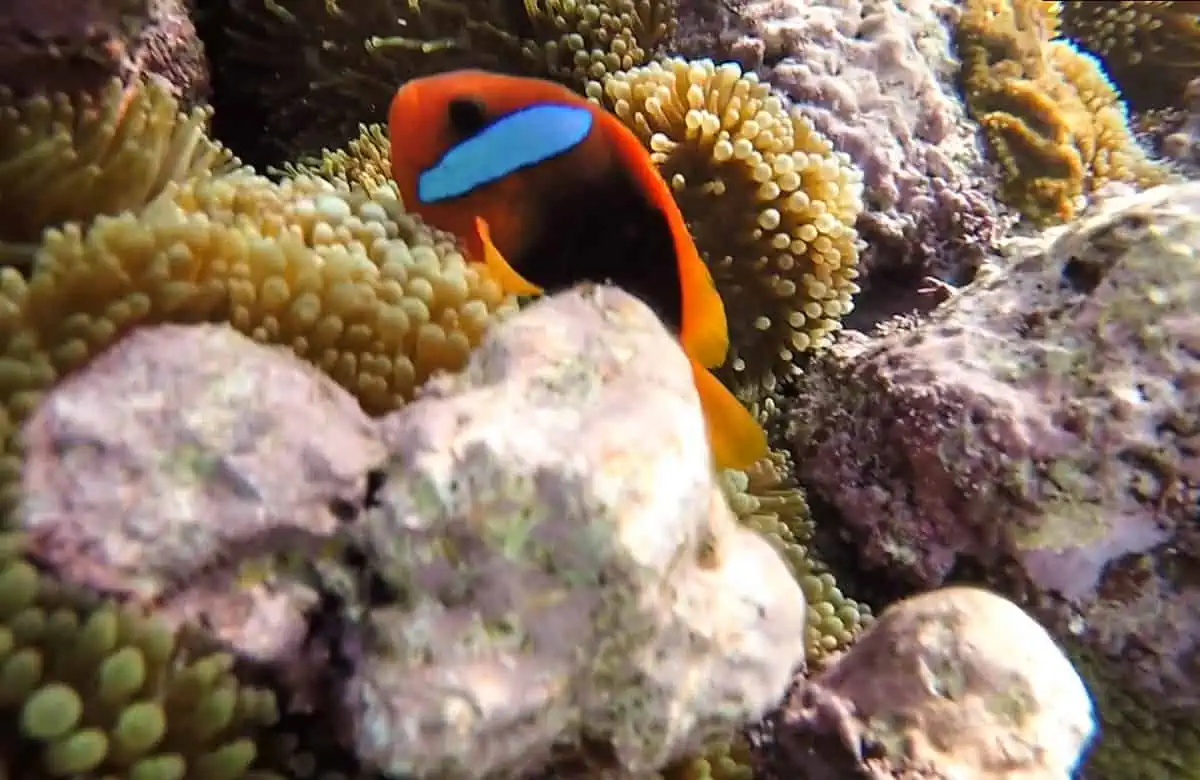 14 BEST Things To Do In Lifou: Cruise Passengers & More